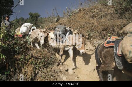 Donkeys transport heavy loads to their remote destination in the Stock ...