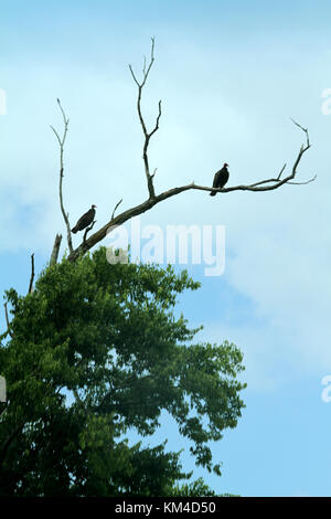 A large community group of Turkey Vultures, also called a commitee ...