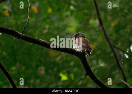 Chestnut-backed Owlet (Glaucidium castanonotum) adult perched on branch ...