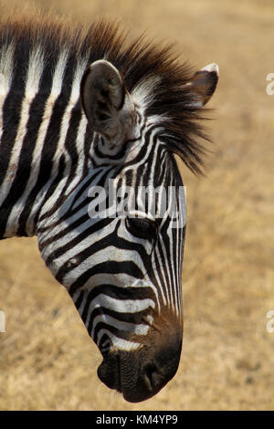 Zebra Head Side View Tanzania East Africa Stock Photo - Alamy