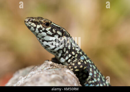 Close-up of face of blue lizard from Myanmar Stock Photo - Alamy