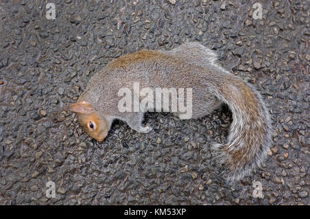 Dead Grey squirrel roadkill on a road in England Stock Photo - Alamy