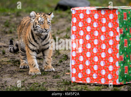 Six-month-old tiger cub. These are Indochinese tigers, called Corbett's ...