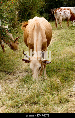 A herd of Masai Mara cows grazing on Grassland with a storm coming on ...