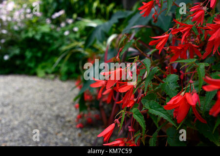 Begonia Firewings Red,trailing,begonias,hanging basket,container,pot ...