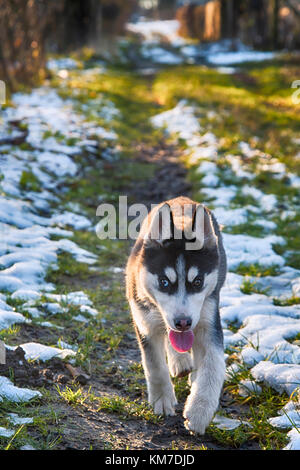 Siberian husky dogs for a walk in the winter park Stock Photo - Alamy