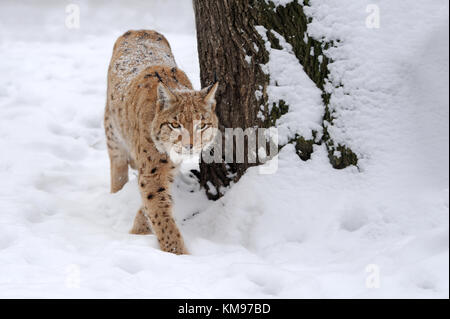 Beautiful wild lynx in winter Stock Photo - Alamy