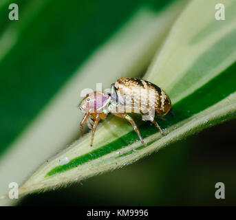 Jumping Spider (Cosmophasis thalassina), Far North Queensland, FNQ, QLD ...