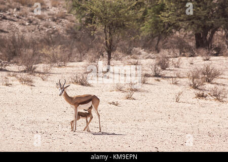 A springbok ewe and fawn in the arid Kgalagadi Stock Photo - Alamy