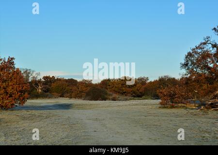 Frosty morning in the oak woods in England on an Autumn morning Stock ...