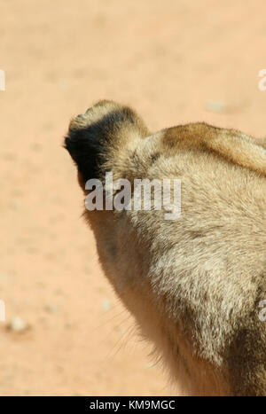 Ear of a female lioness (Panthera leo), close-up, Balule Plains, South ...
