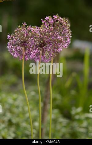 Persian shallot (Allium stipitatum Stock Photo - Alamy