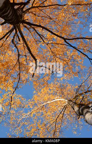 Birch trees against clear blue sky Stock Photo - Alamy