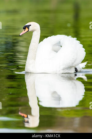 Mute Swan that is the national bird of Denmark famous for fairy tales ...