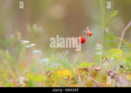 Wild Strawberry Alpine Strawberry Fragaria vesca flowering plant with ...