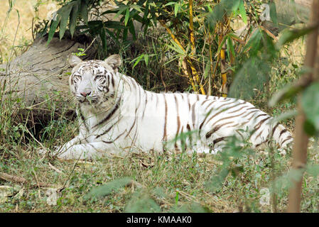 White Tiger at the Delhi Zoo Stock Photo - Alamy