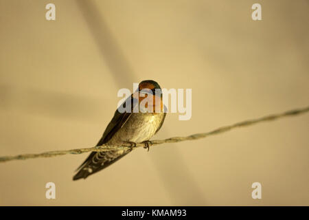 Hill Swallow (Hirundo domicola) Sri Lanka LK Asia November 2017 Stock ...