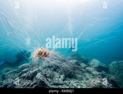 SCUBA diving and Underwater marine life, Lakshadweep, India Stock Photo ...