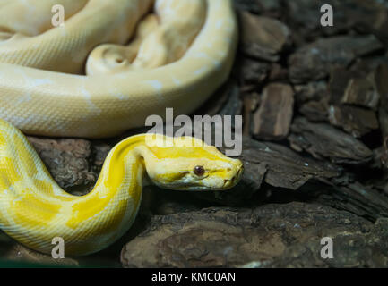 Gold Reticulated Python or Boa Stock Photo - Alamy