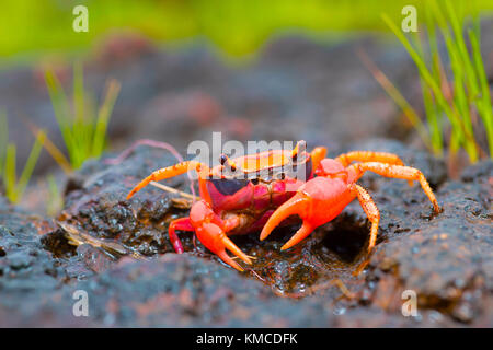 Illustration of the newly discovered fish species Eviota distigma ...