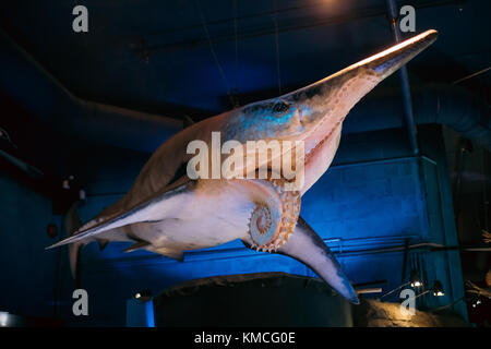 Helsinki, Finland. Model Of Prehistoric Extinct Sharks In Oceanarium ...