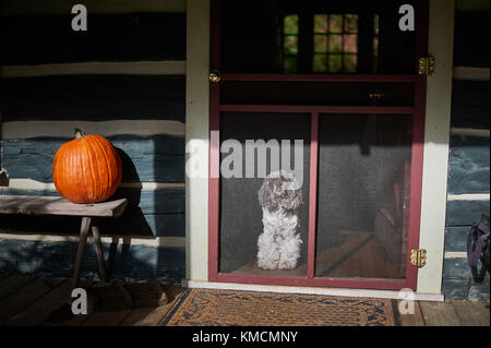 Best Friend waiting Stock Photo - Alamy