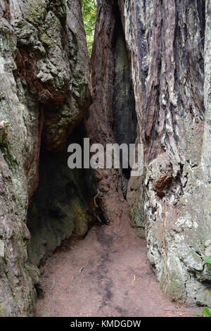 A massive redwood sequoia tree has been felled in Muir Woods in Marin ...