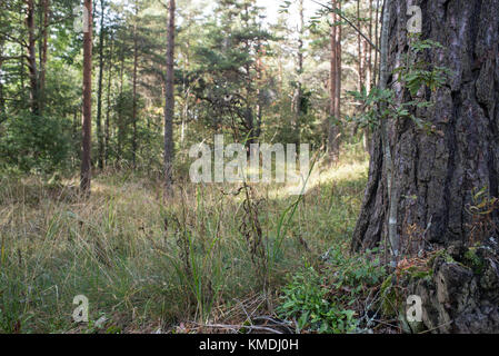 Site of Klooga Concentration Camp (Vaivara Concentration Camp), Tallinn ...