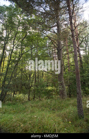 Site of Klooga Concentration Camp (Vaivara Concentration Camp), Tallinn ...
