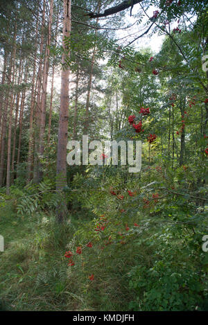 Site of Klooga Concentration Camp (Vaivara Concentration Camp), Tallinn ...