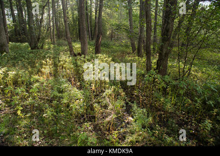Site of Klooga Concentration Camp (Vaivara Concentration Camp), Tallinn ...