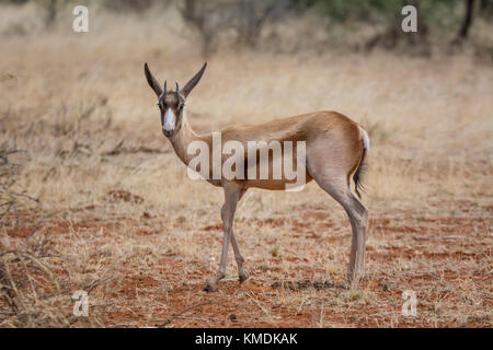A Bronze Springbok antelope in Southern African savanna Stock Photo - Alamy