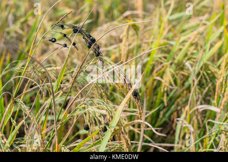Paddy disease pest Stock Photo - Alamy