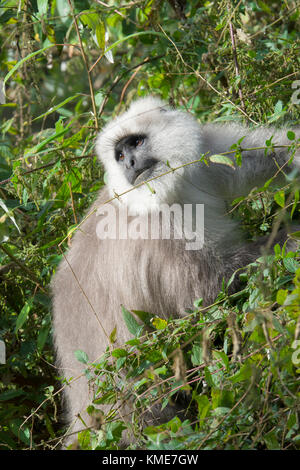 Kashmir gray langur (Semnopithecus ajax) monkey in cedar forest Stock ...