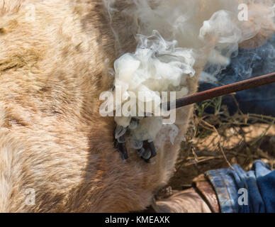 Branding cattle with a red hot brand iron. Smoke, fire and burning skin ...