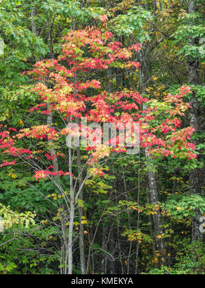 Autumn maple tree, Maine, USA Stock Photo: 25887908 - Alamy