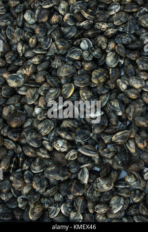 Fresh blood cockle or blood clam (Tegillarca granosa) background. Close ...