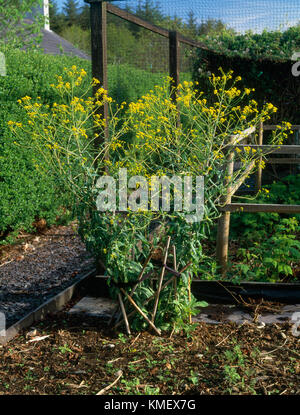 Isatis tinctoria, also called Dyer's Woad, Biannual brassica plant ...