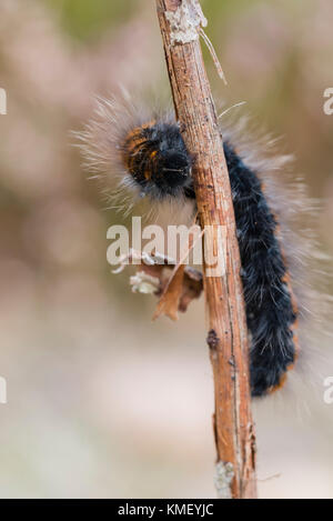 Macrothylacia rubi, the fox moth caterpillar crawling in the moss in ...