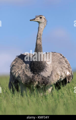 Greater Rhea. male,Species: americana,Genus: Rhea,Family: Rheidae,Order ...