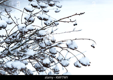 Berries under snow Stock Photo - Alamy