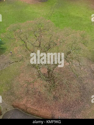 An aerial image of an Oak tree (centre) at the Scout Association's ...