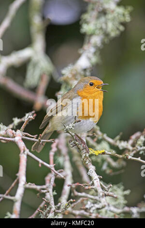 Robin Erithacus rubecula, in hawthorn bush in snow, Aberdeenshire Stock ...