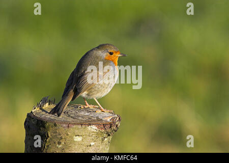 Catcott Lows Somerset Wildlife Trust Reserve Somerset England UK Stock Photo - Alamy