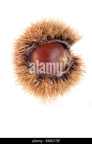 Chestnuts Seed in Fruit Casing Stock Photo - Alamy