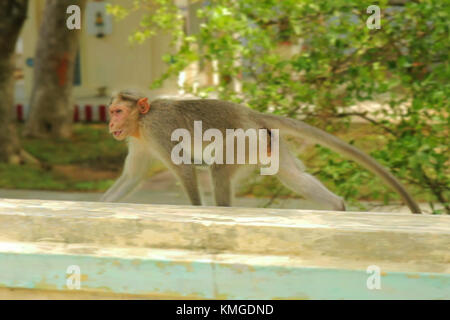 Cute monkey walking on road in Thailand Stock Photo - Alamy