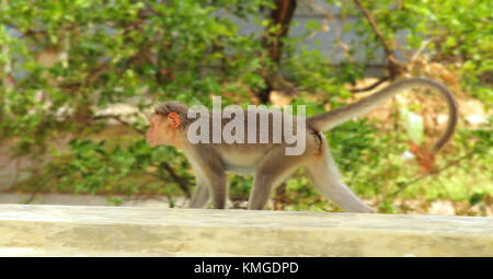 Cute monkey walking on road in Thailand Stock Photo - Alamy