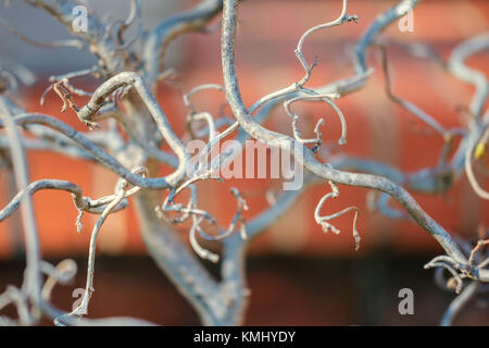 Corkscrew or Contorted Hazel, Corylus avellana 'Contorta' with catkins ...