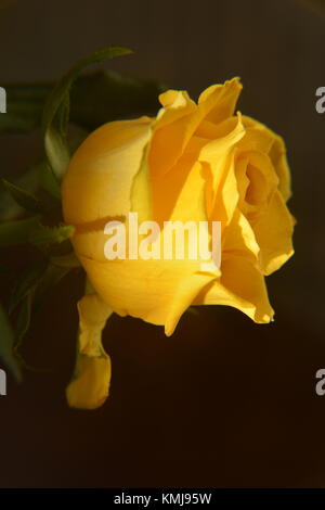 single yellow rose on dark background Stock Photo - Alamy