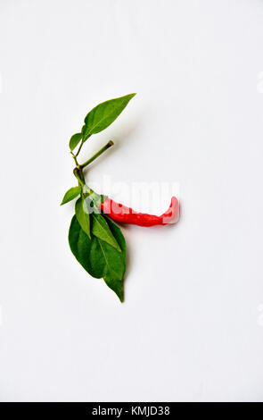 Capsicum annuum on white background Stock Photo - Alamy